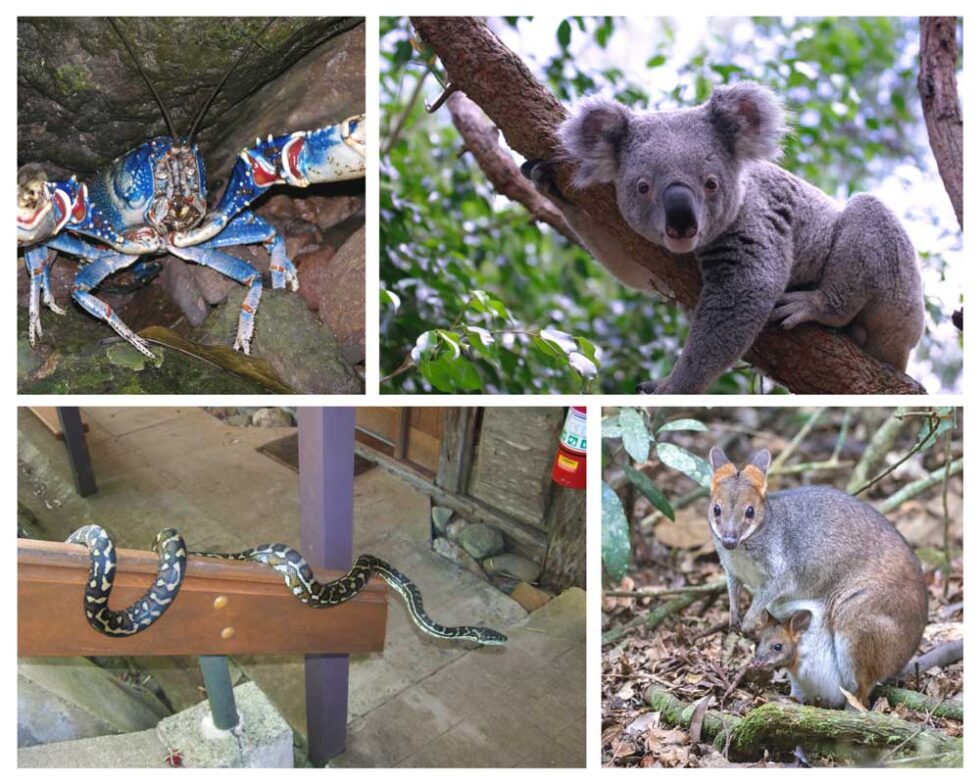 A Guide to the Local Wildlife at Binna Burra Lodge | Binna Burra Lodge