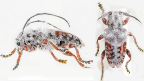 BEETLE-MANIA HITS BINNA BURRA! | Binna Burra Lodge